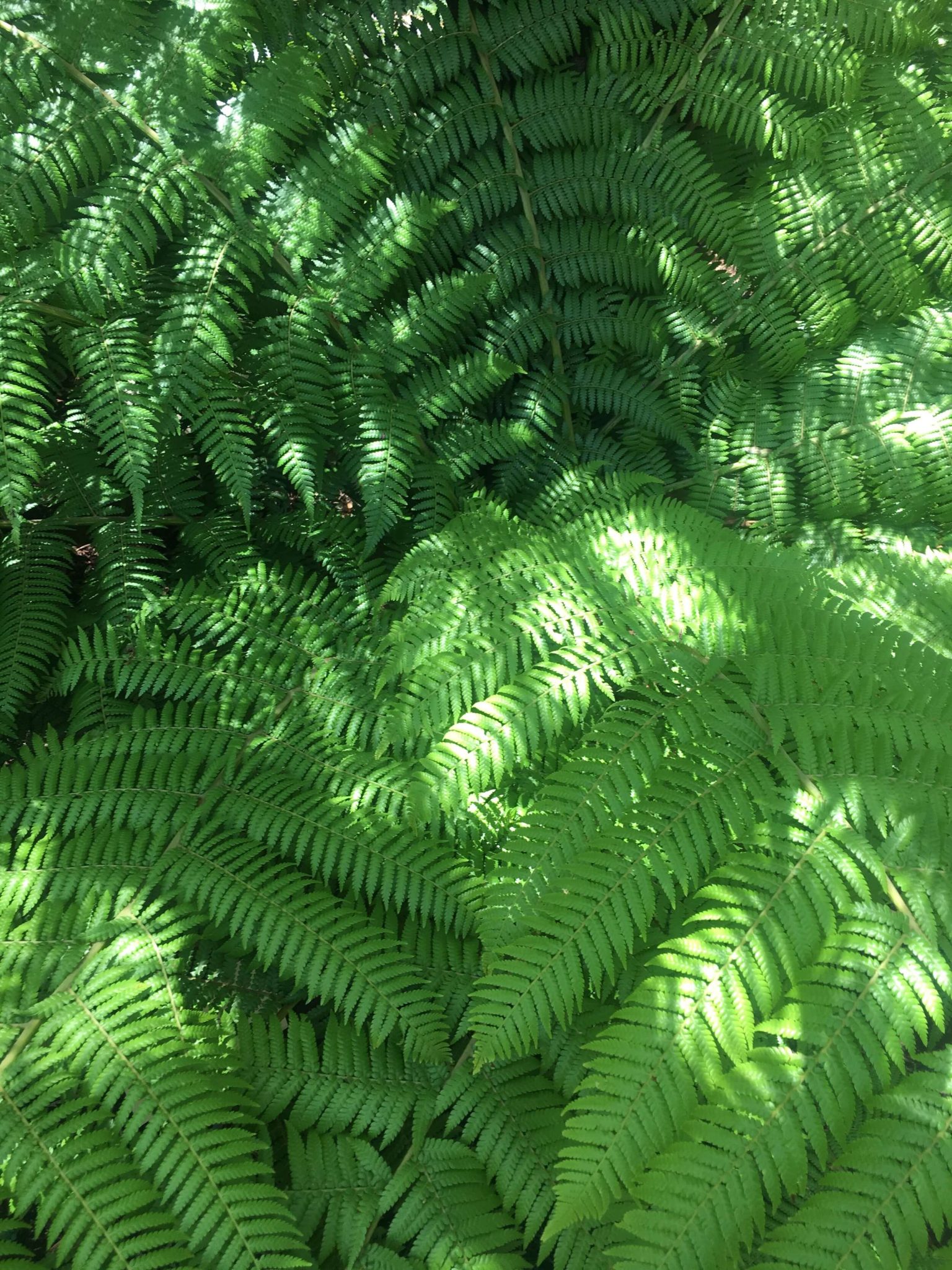 Hidden Gem: The Sydney Fernery - Sydney Outdoors