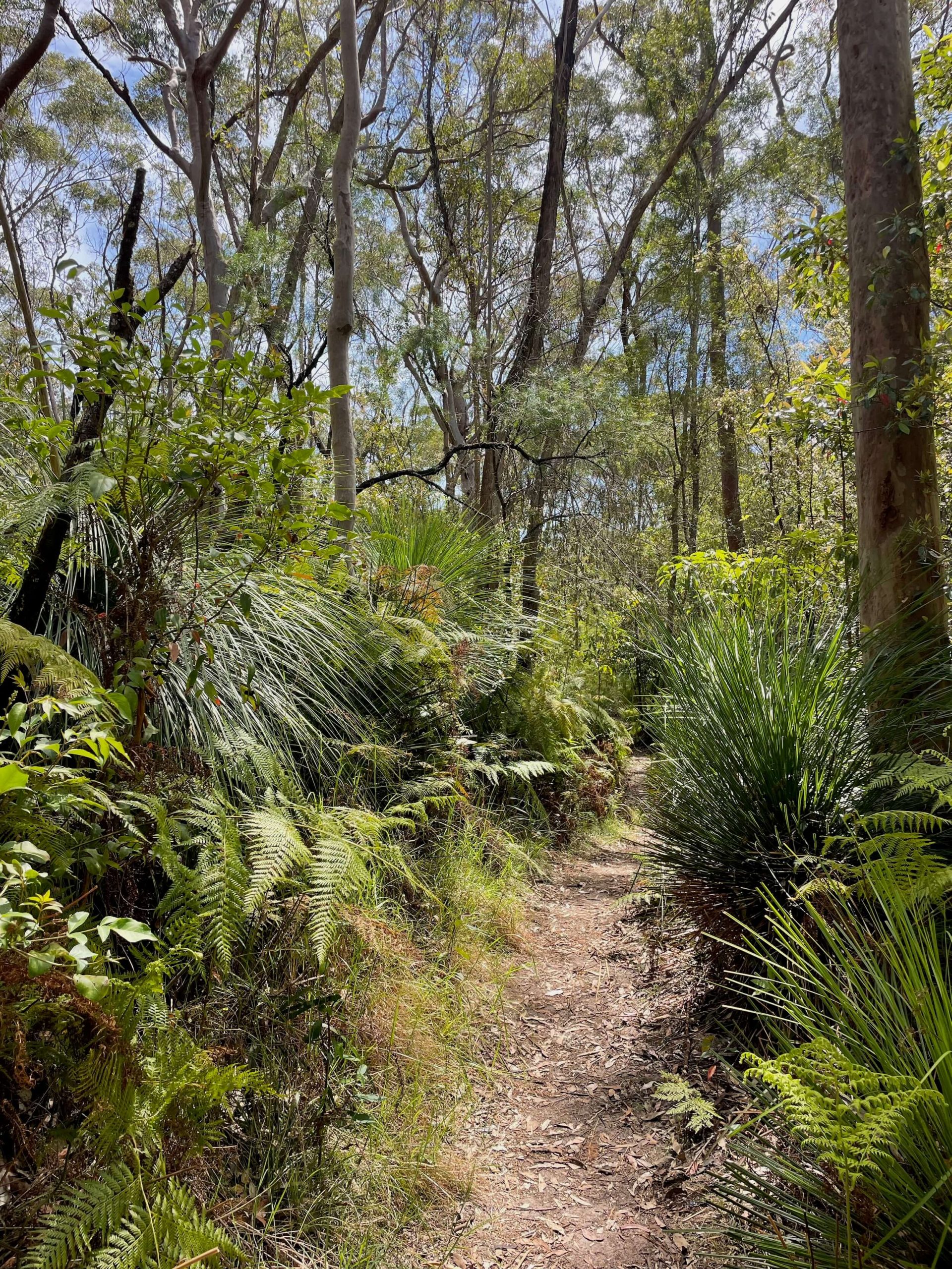 14 Best Sydney Walks Near Public Transport - Sydney Outdoors